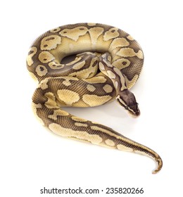 33,856 Python white background Images, Stock Photos & Vectors ...