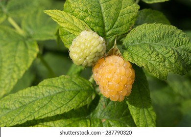 3,347 Rubus idaeus Images, Stock Photos & Vectors | Shutterstock