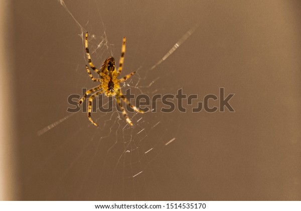 Yellow Spider Web Close Stock Photo (Edit Now) 1514535170