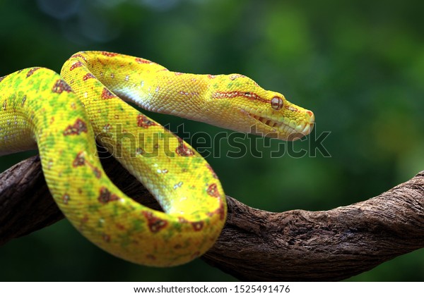 Serpiente pitón de árbol amarillo en la rama, serpiente en la rama ...
