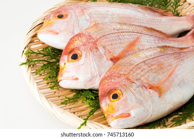 150 Yellow porgy Images, Stock Photos & Vectors | Shutterstock