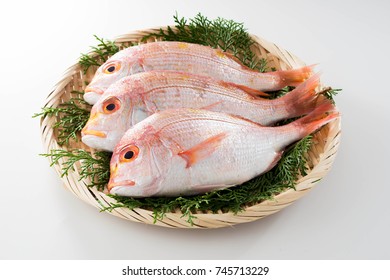 150 Yellow porgy Images, Stock Photos & Vectors | Shutterstock