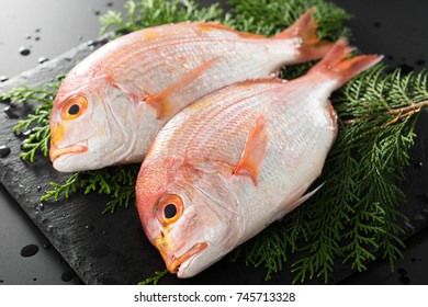 150 Yellow porgy Images, Stock Photos & Vectors | Shutterstock