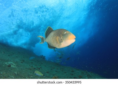 Yellowmargin Triggerfish Stock Photo 350433995 | Shutterstock