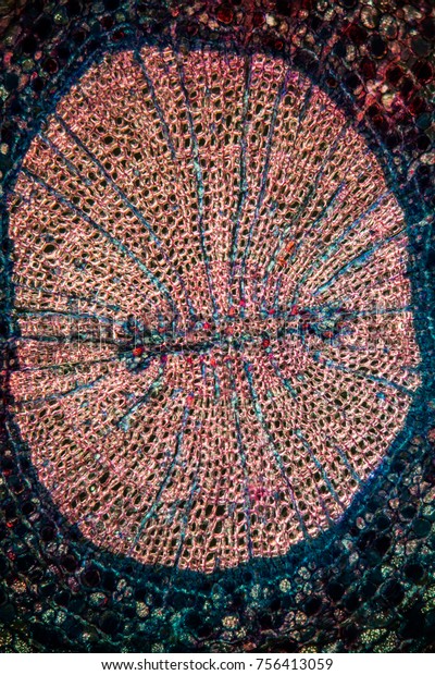 Yew Branch Under Microscope Stock Photo 756413059 | Shutterstock