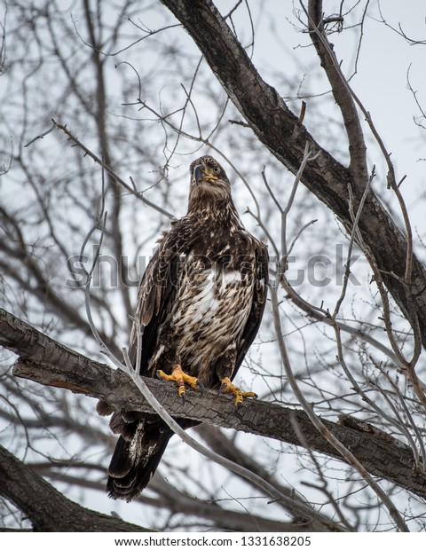 Young Bald Eagle Looking Down Perch Stock Photo (Edit Now) 1331638205