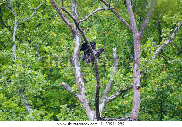 Young Bald Eagle Not Old Enough Stock Photo 1139911289 | Shutterstock