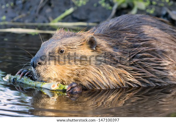 Young Beaver Stripping Bark Tree Branch Stock Photo 147100397 ...