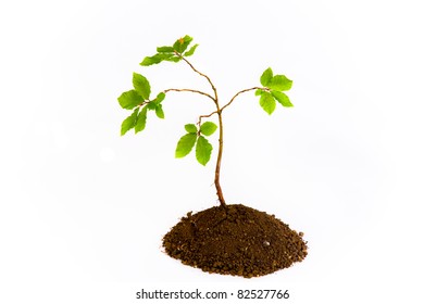 Young Beech Tree Stock Photo 82527766 | Shutterstock