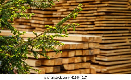 Young Branches Living Trees Stack New Stock Photo 422894317 | Shutterstock