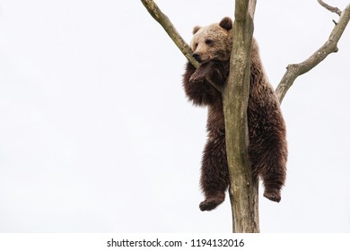 Young Brown Bear Tree Stock Photo 1194132016 | Shutterstock