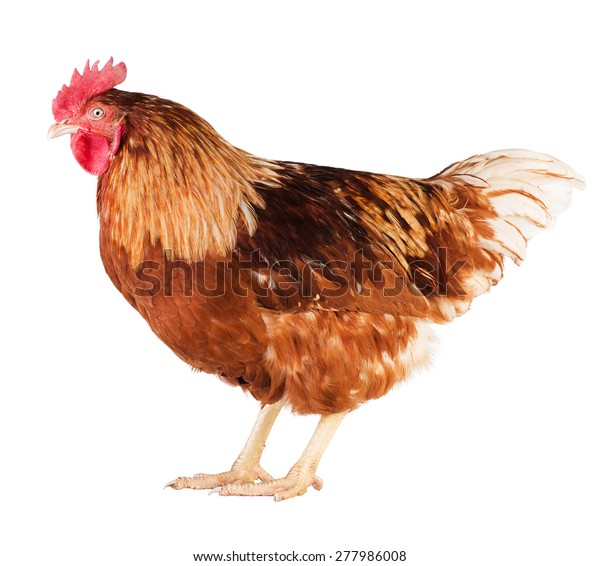 Young Brown Rooster Side View Isolated Stock Photo (Edit Now) 277986008