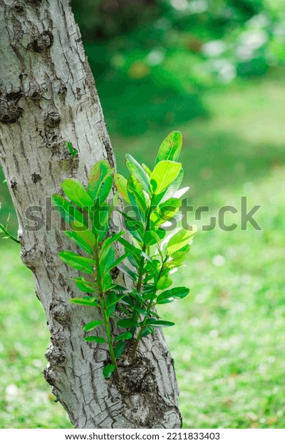 Young Buds Jackfruit Tree Stock Photo 2211833403 | Shutterstock