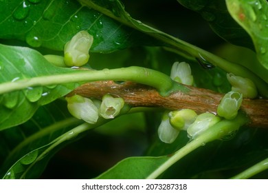 Young Buds Sprouting Stem Stock Photo 2073287318 | Shutterstock