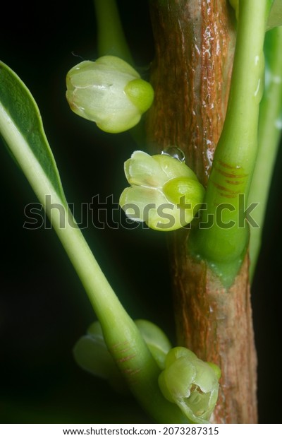 Young Buds Sprouting Stem Stock Photo 2073287315 | Shutterstock