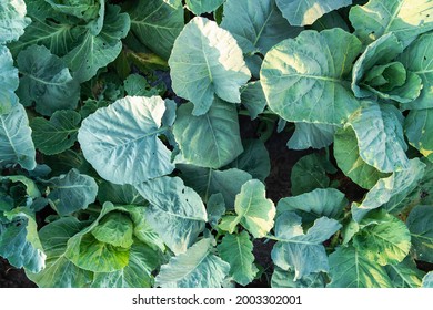 Young Cabbage Top View Cabbage Field Stock Photo 2003302001 | Shutterstock