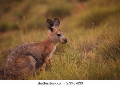 98 Common wallaroo Images, Stock Photos & Vectors | Shutterstock