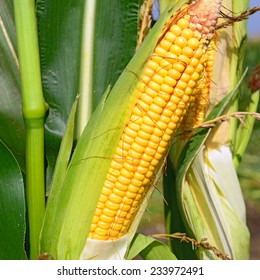 Young Corn Stock Photo (Edit Now) 232486729