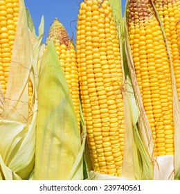 Young Corn Stock Photo 239740561 | Shutterstock