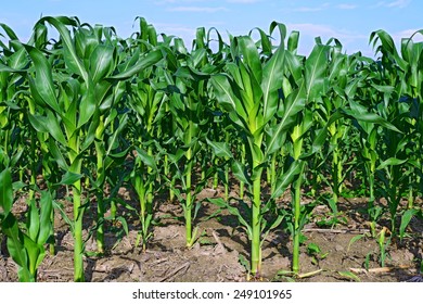 Young Corn Stock Photo 249101965 | Shutterstock