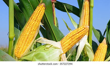 Young Corn Stock Photo 357227294 | Shutterstock