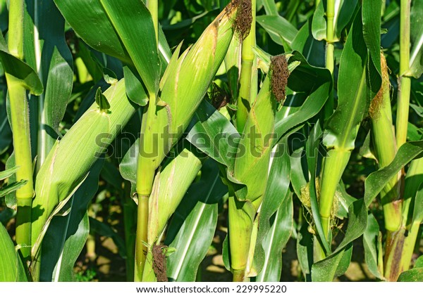 Young Corn Stock Photo 229995220 | Shutterstock