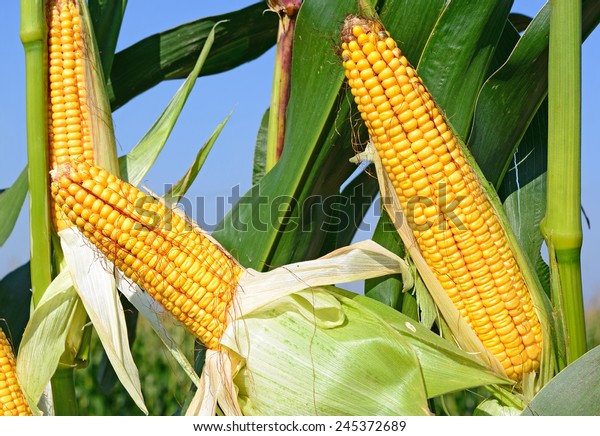 Young Corn Stock Photo (Edit Now) 245372689