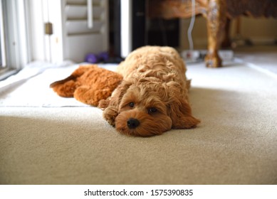 How Long Does A Cockapoo Sleep