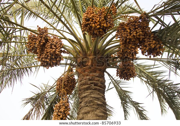 Young Dates Growing On Date Palm Stock Photo (Edit Now) 85706933