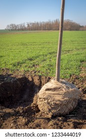 142 Burlap root ball Images, Stock Photos & Vectors | Shutterstock