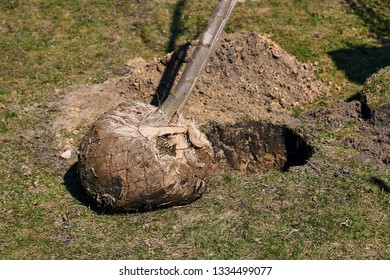 142 Burlap root ball Images, Stock Photos & Vectors | Shutterstock