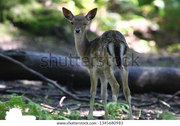 Young Deer Looking Back Winking On Stock Photo 1345680983 | Shutterstock