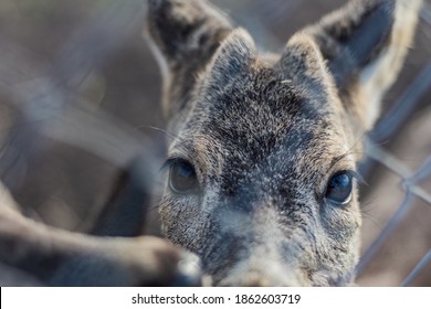Young Deer Looking Camera Stock Photo 1862603719 | Shutterstock