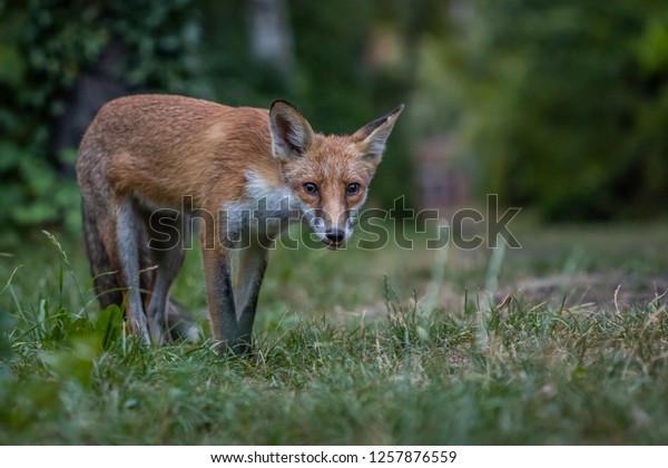 Young Fox Graveyard Stock Photo 1257876559 | Shutterstock