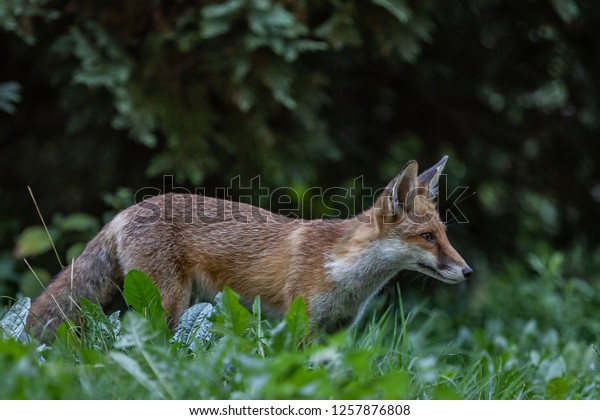 Young Fox Graveyard Stock Photo 1257876808 | Shutterstock