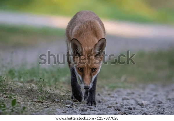 Young Fox Graveyard Stock Photo 1257897028 | Shutterstock
