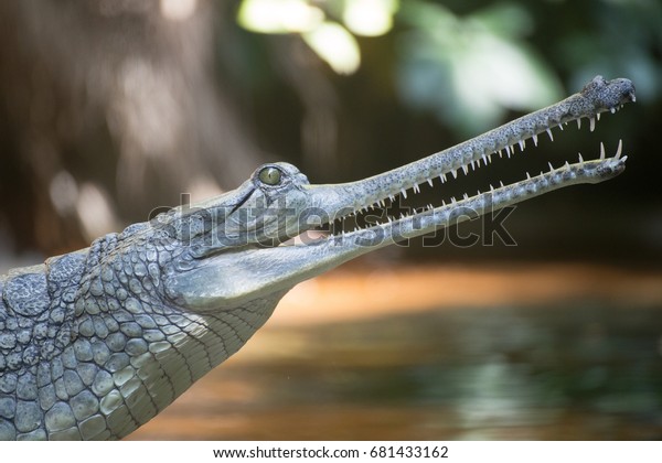 Young Gharial Stock Photo 681433162 | Shutterstock