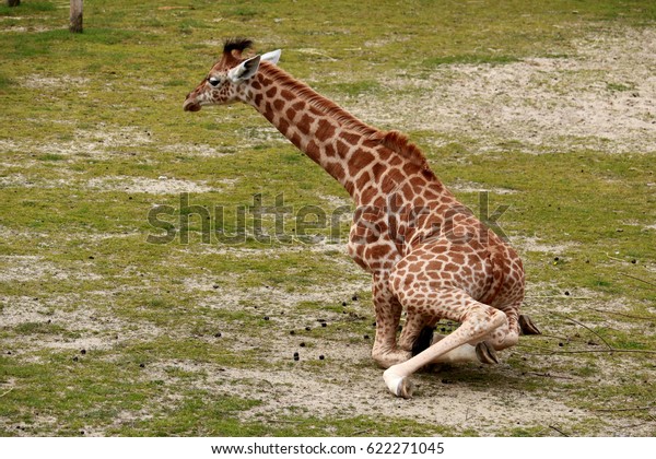 Young Giraffe Sitting Down Stock Photo (Edit Now) 622271045