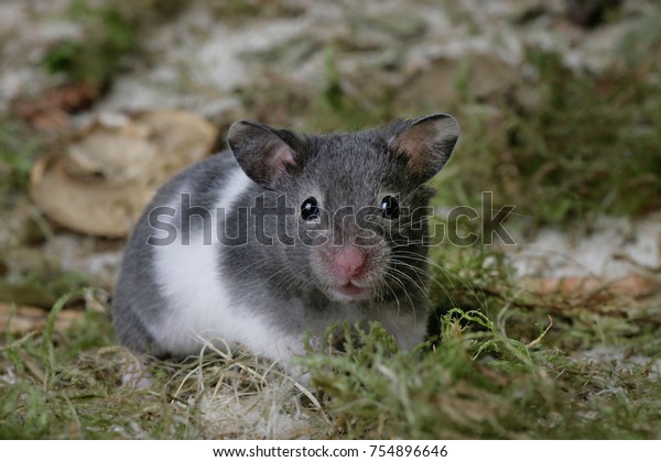 Young Hamster Looking Into Camera 스톡 사진(지금 편집) 754896646