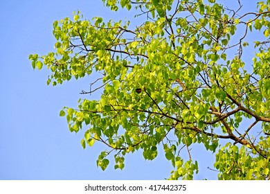 7,539 Po tree Images, Stock Photos & Vectors | Shutterstock