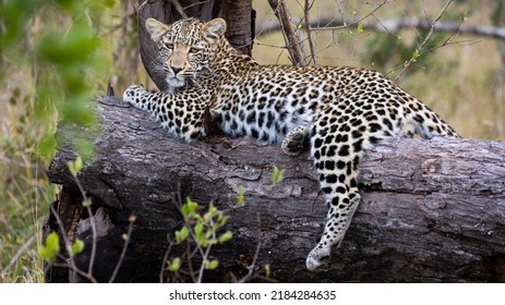 805 Dead leopard Stock Photos, Images & Photography | Shutterstock