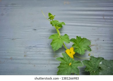 Young Melon Tree Supported By Rope Stock Photo (Edit Now) 1381266983