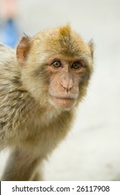 Young Monkey Looking Into Camera Gibraltar库存照片26117908 | Shutterstock