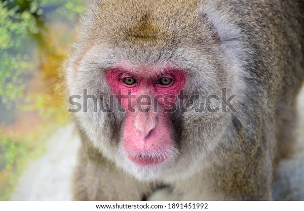 Red face monkey : 18 729 images, photos et images vectorielles de stock ...