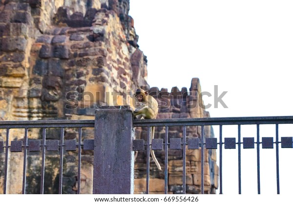 Young Monkey Wait Grow Stock Photo 669556426 | Shutterstock