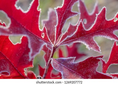 265 Red maple sapling Images, Stock Photos & Vectors | Shutterstock