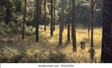 95,898 Walk through trees Images, Stock Photos & Vectors | Shutterstock