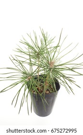 Young Pine Tree Small Pot Stock Photo 675272995 | Shutterstock