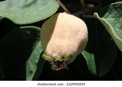 963 Young quince fruit Images, Stock Photos & Vectors | Shutterstock