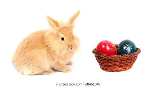 Young Rabbit Easter Eggs Stock Photo 68461348 | Shutterstock